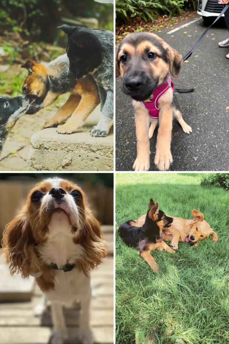 Home | Kennel-Free Dog Boarding & Daycare in Bothell | Camp Happy Paws